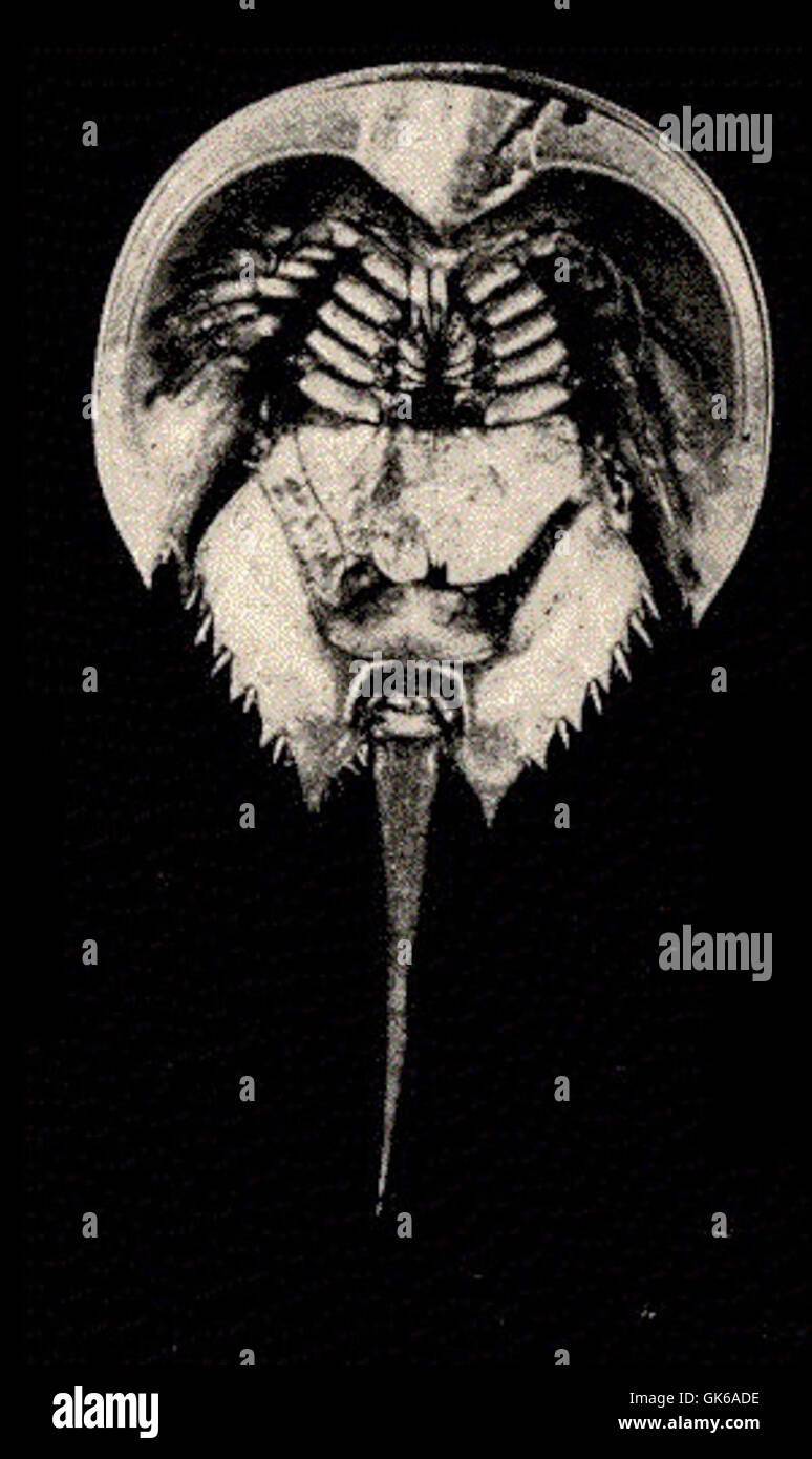 Blue blood horseshoe crab hi-res stock photography and images - Alamy