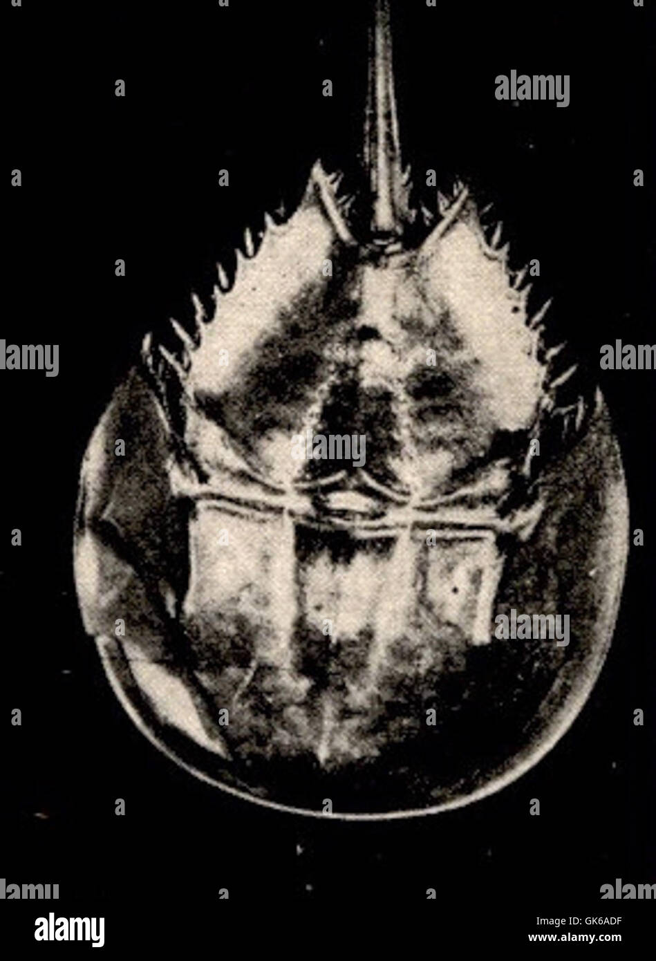 Limulus polyphemus, commonly known as the horseshoe crab, is a marine ...