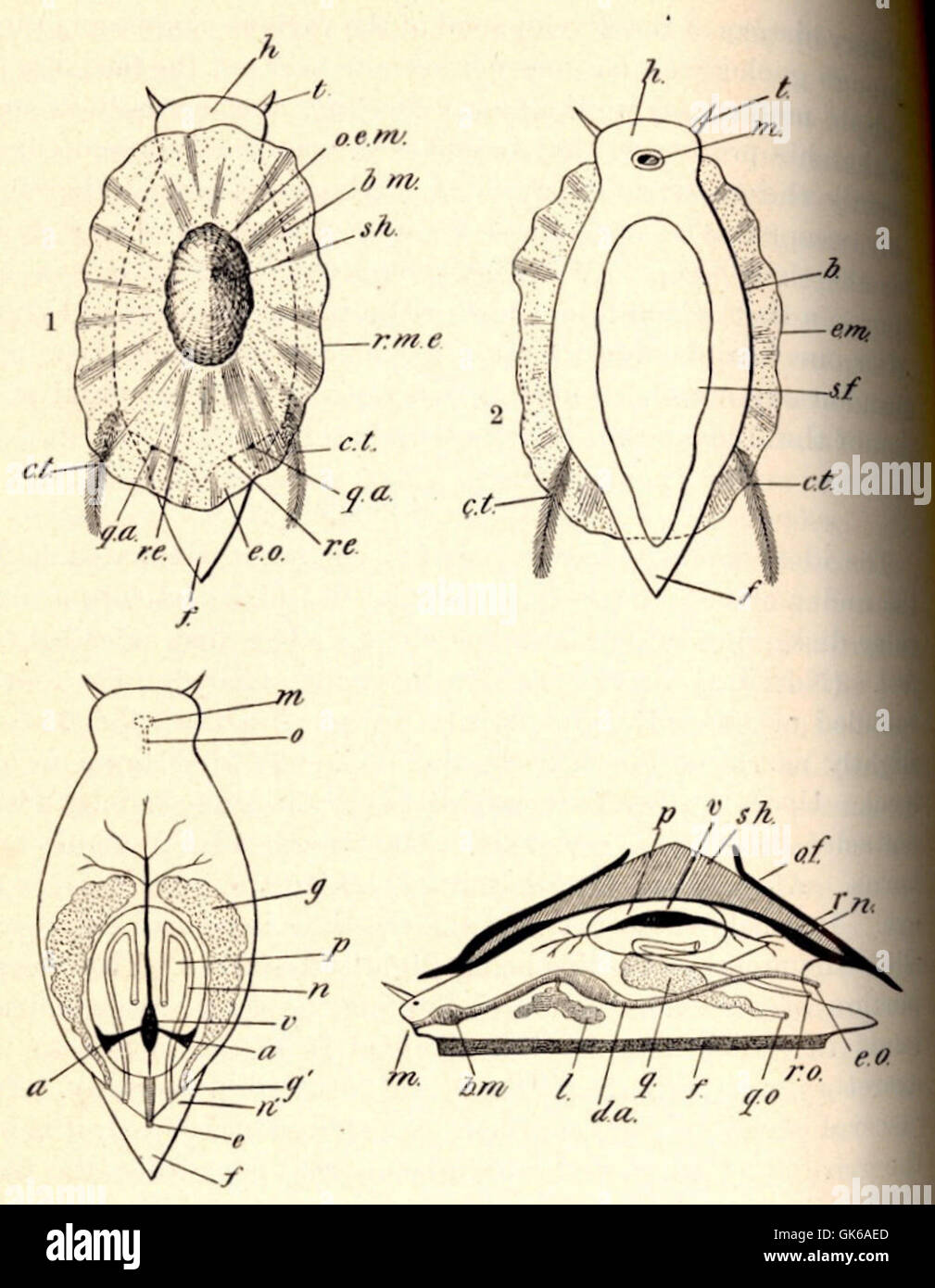 The schematic depiction of an idealized mollusk represents the common ...