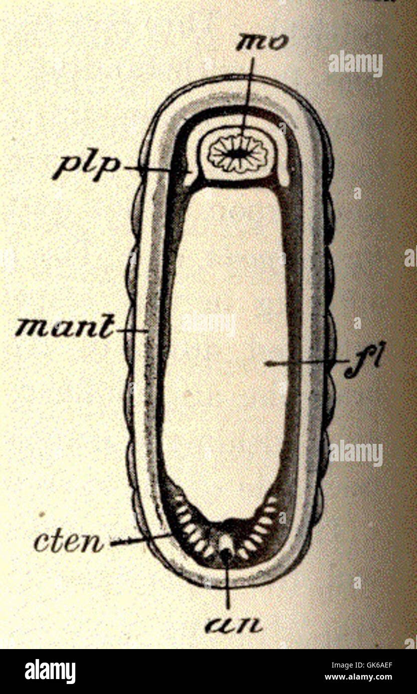 The ventral view of a chiton, showing key features such as the foot ...