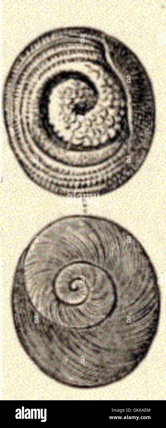 52739 Various forms of opercula Stock Photo - Alamy