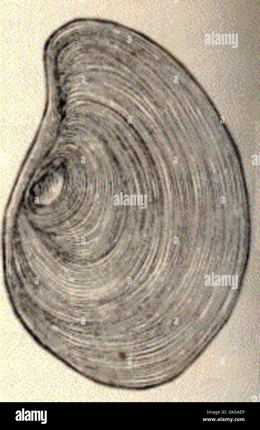 Operculum animals hi-res stock photography and images - Alamy