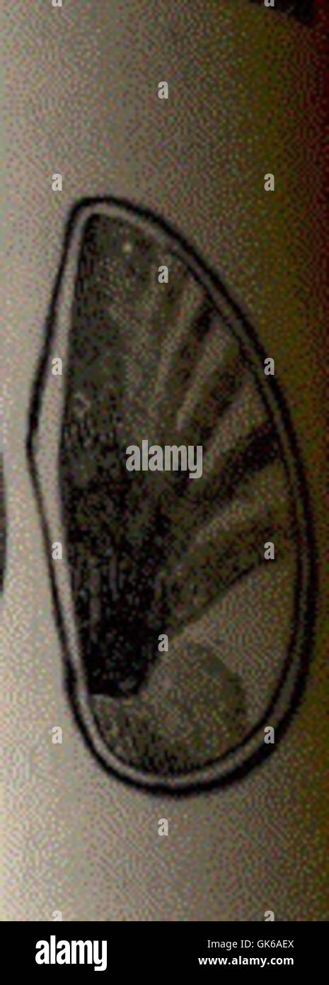 This image displays various forms of opercula, the bony or ...
