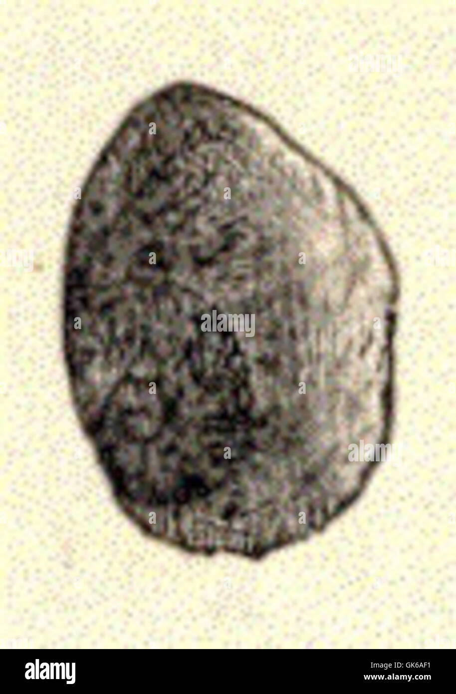 52745 Various forms of opercula Stock Photo - Alamy