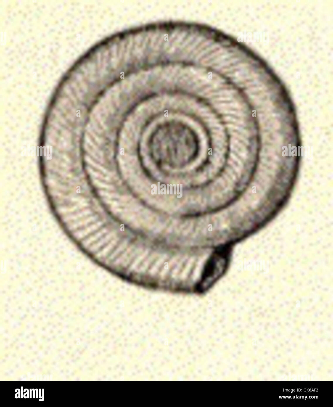 Various forms of opercula, the bony plates covering the gills of fish ...