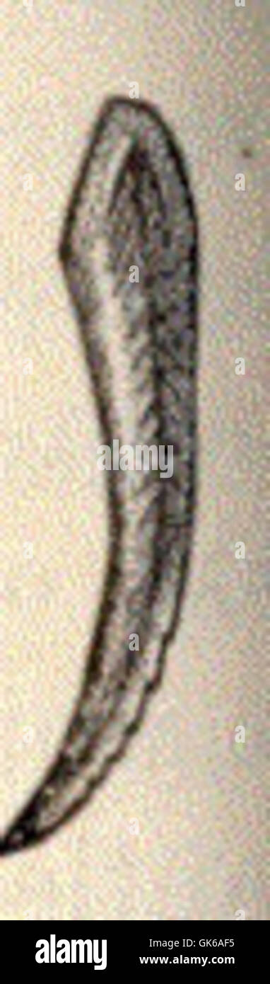 Opercula hi-res stock photography and images - Alamy