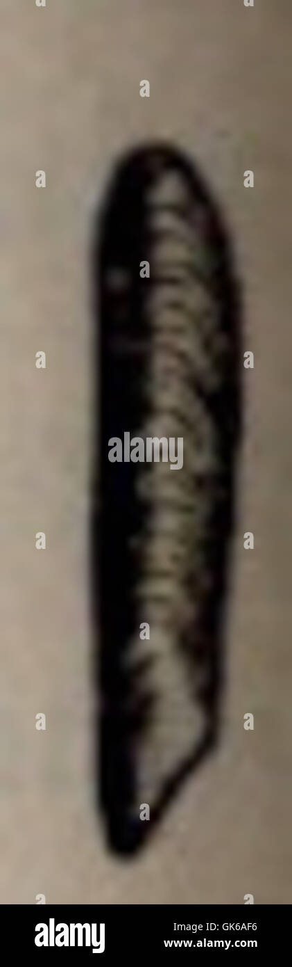 This collection shows various forms of opercula, the bony structures ...