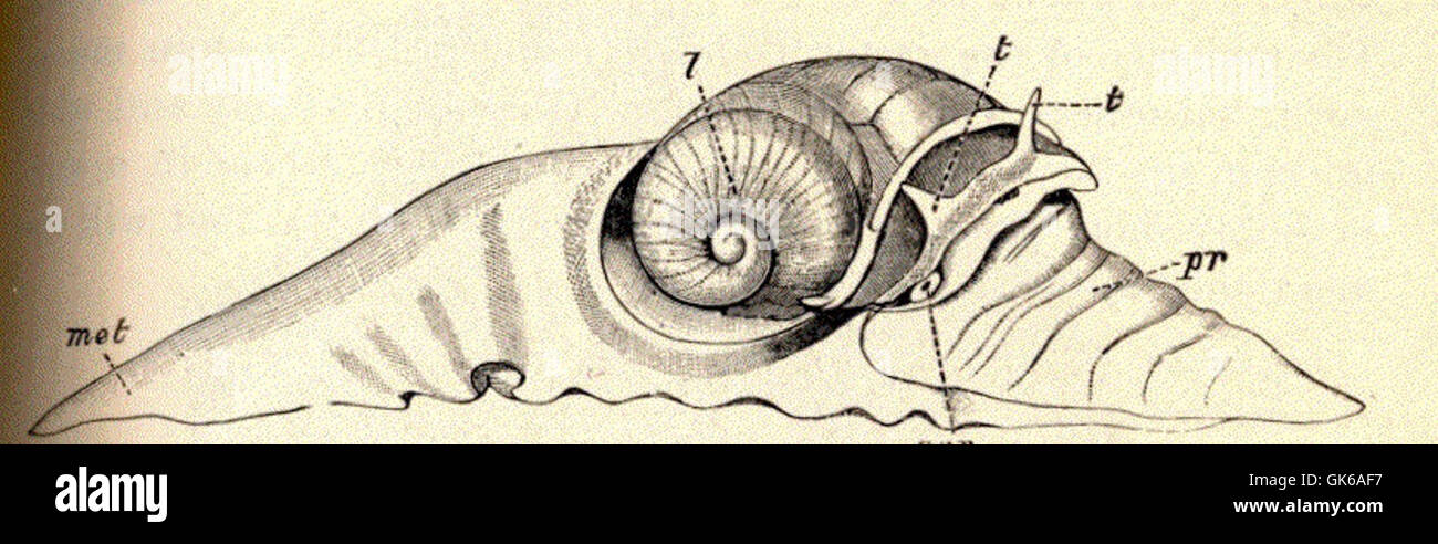 Sigarelus bevigatus, a mollusk species, is observed showing significant ...