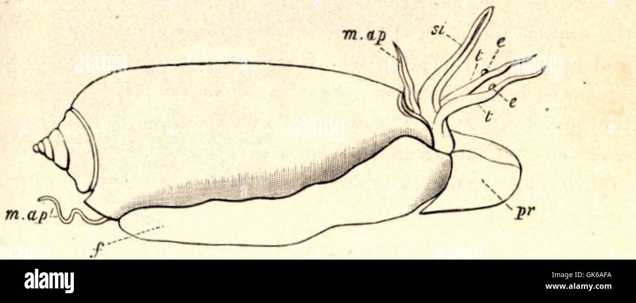 *Oliva textilina* is a species of sea snail. This image shows how the ...