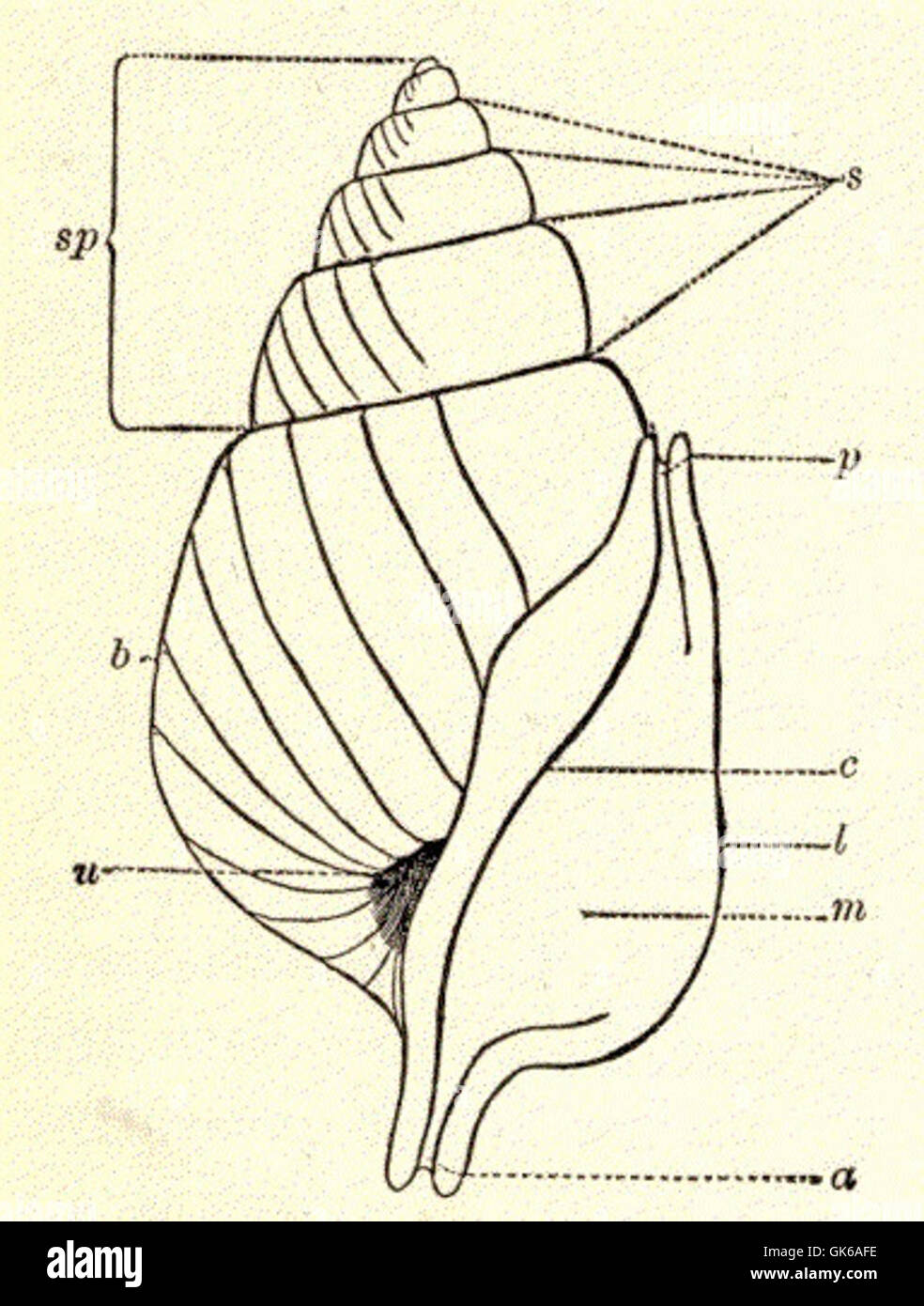 Columella hi-res stock photography and images - Alamy