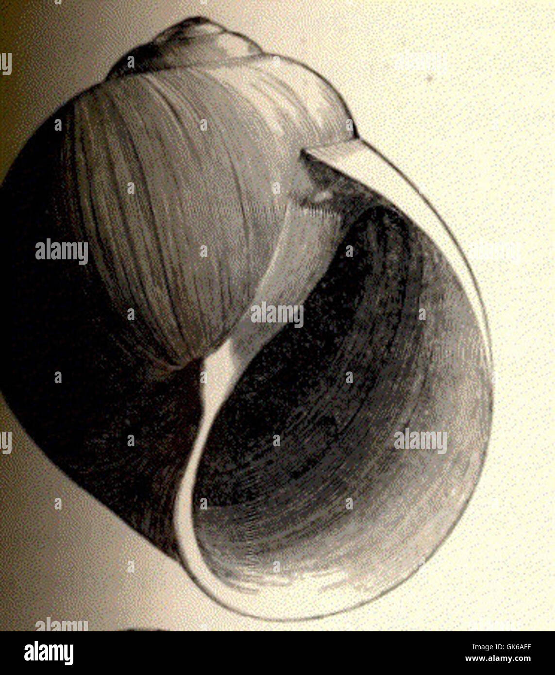 Polynices hi-res stock photography and images - Alamy