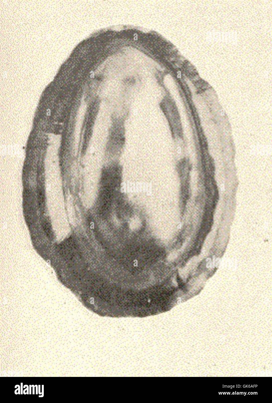 An image showing the internal anatomy of the mollusk Lottia gigantea ...