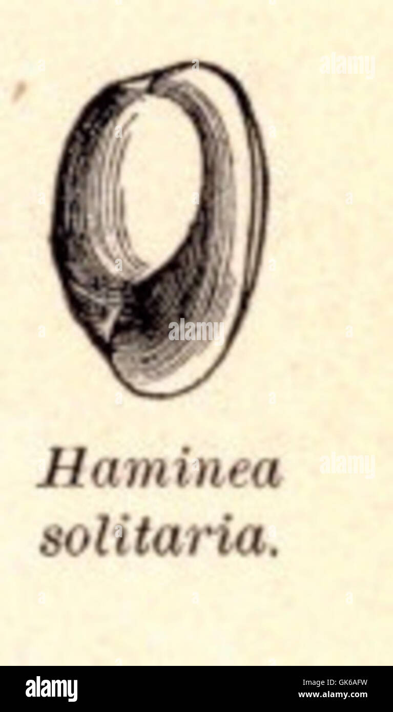 52766 Haminea solitaria Stock Photo - Alamy