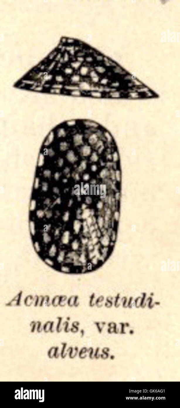 Shell morphology hi-res stock photography and images - Alamy