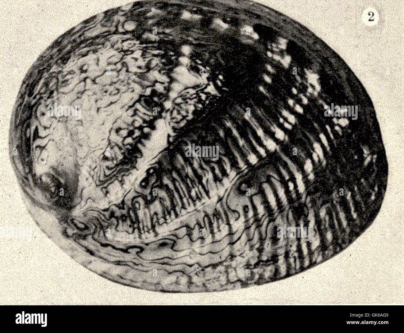 Haliotis splendens hi-res stock photography and images - Alamy