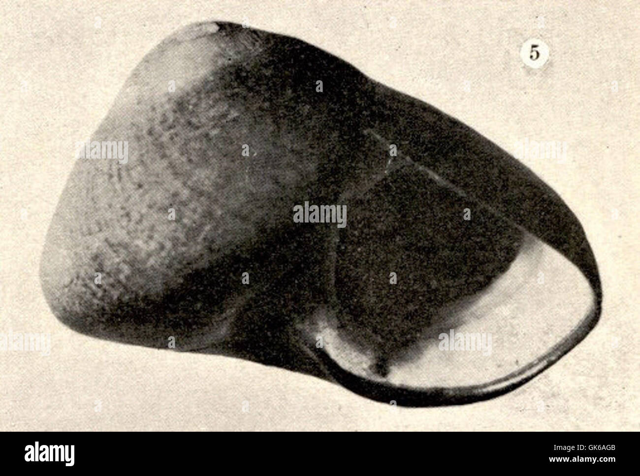 Mollusk shell morphology hi-res stock photography and images - Alamy