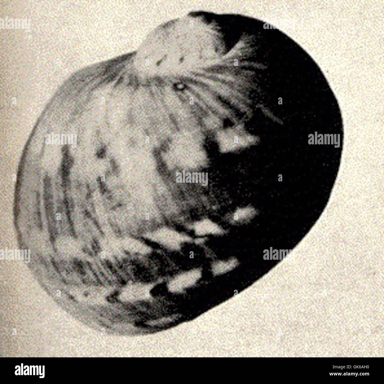 Canrena hi-res stock photography and images - Alamy