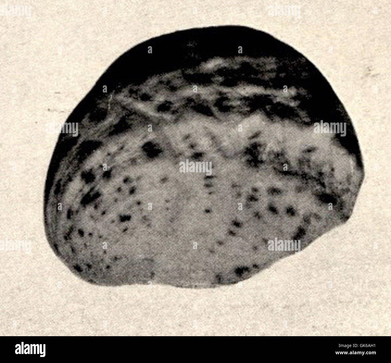 Crepidula aculeata hi-res stock photography and images - Alamy