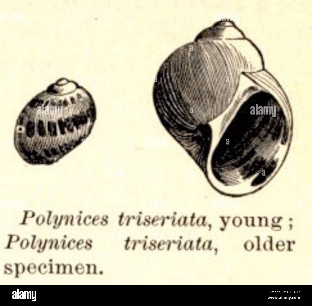 Specimen Pages High Resolution Stock Photography and Images - Alamy