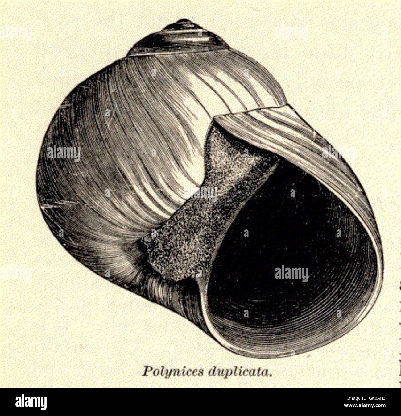Polynices hi-res stock photography and images - Alamy
