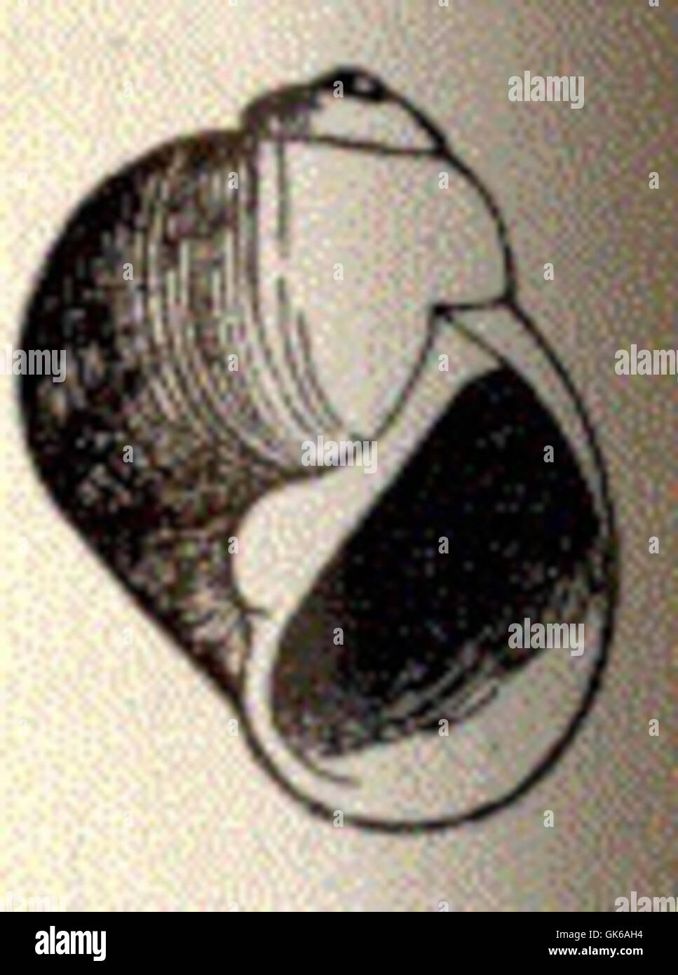 Natica clausa hi-res stock photography and images - Alamy