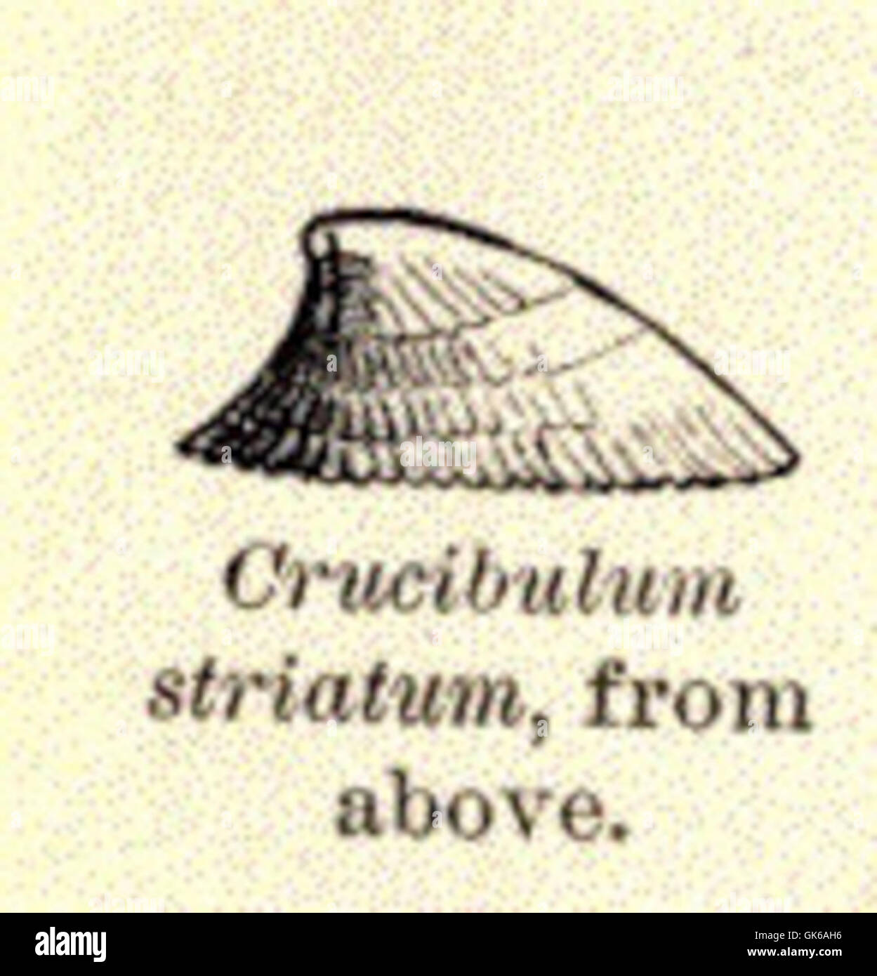 Stratium hi-res stock photography and images - Alamy