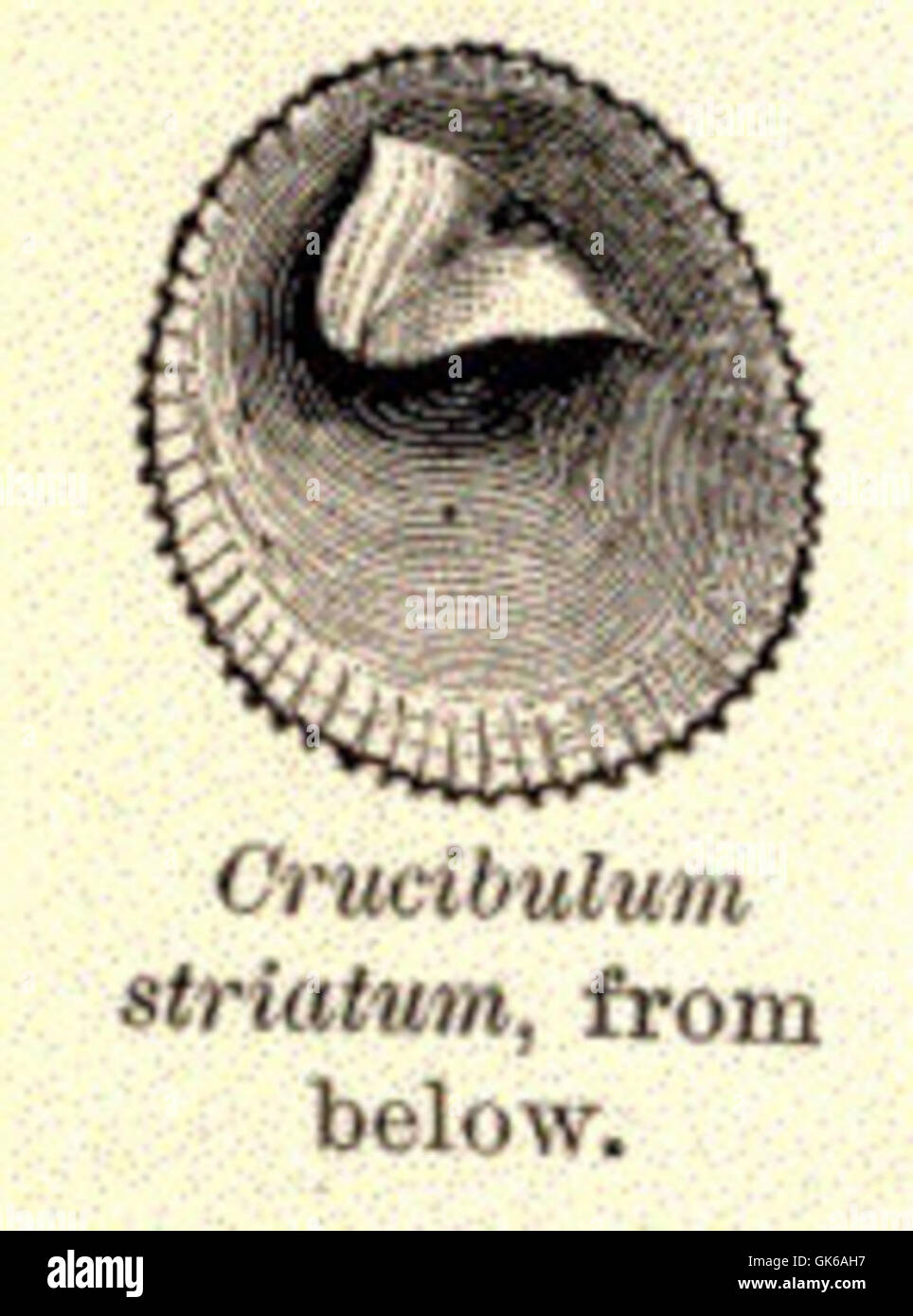 Crucibulum hi-res stock photography and images - Alamy