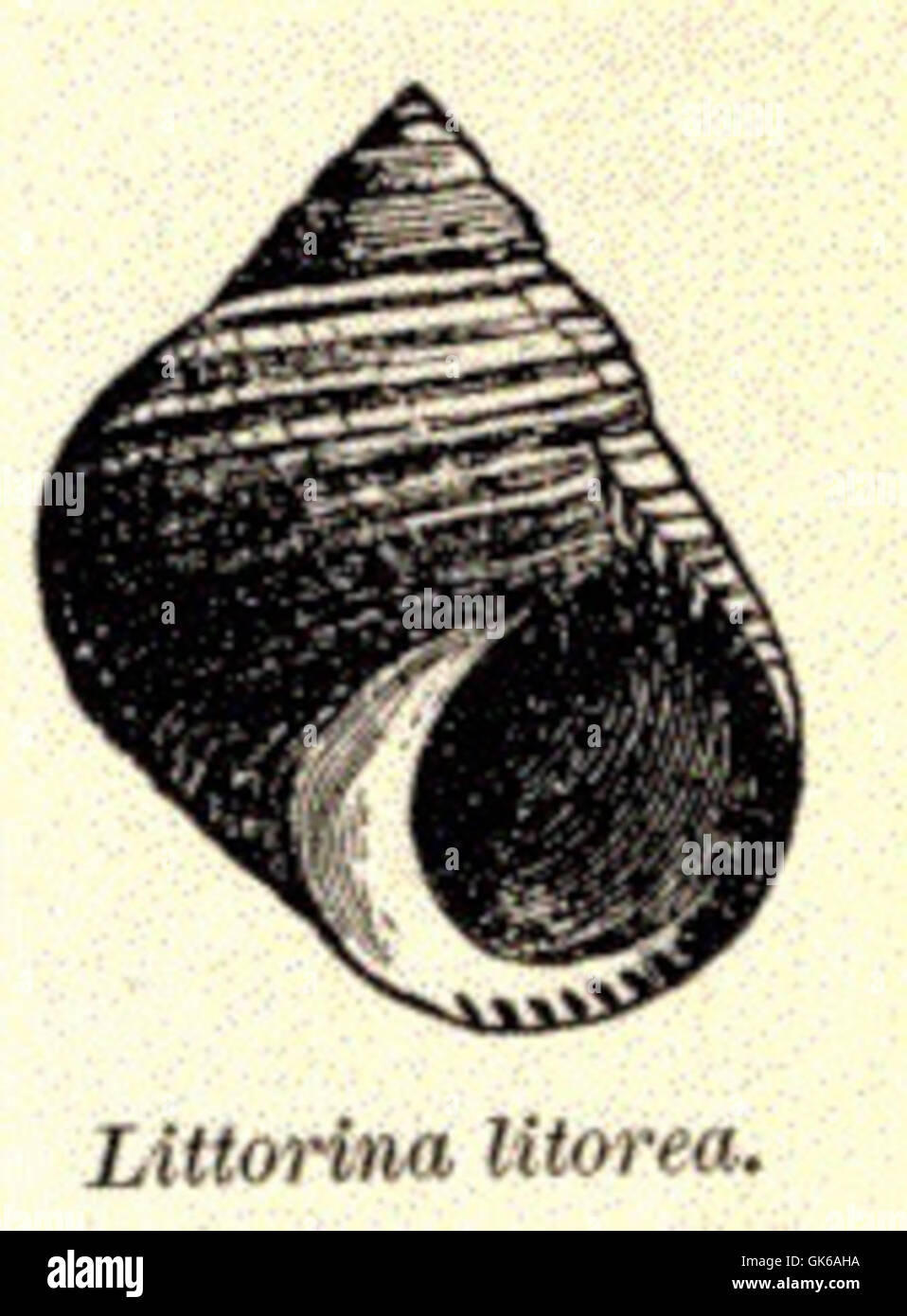 Litorea hi-res stock photography and images - Alamy