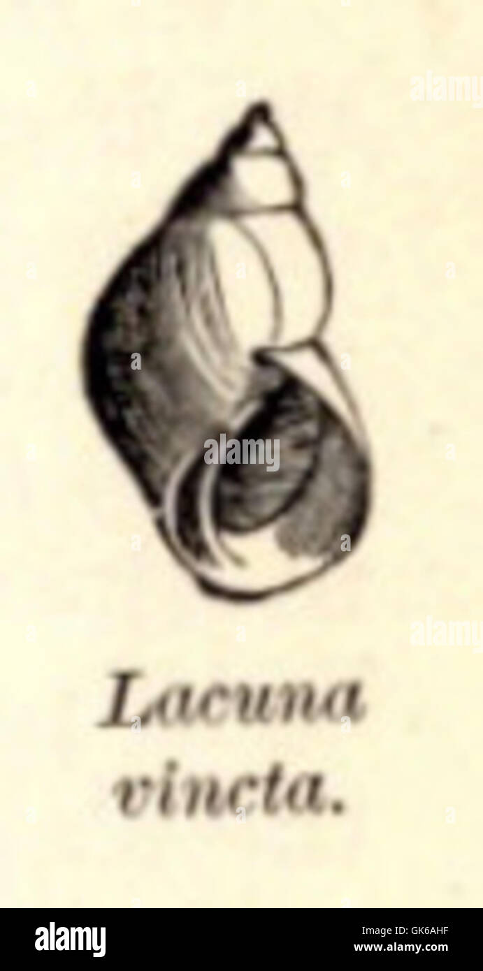 Small lacuna hi-res stock photography and images - Alamy