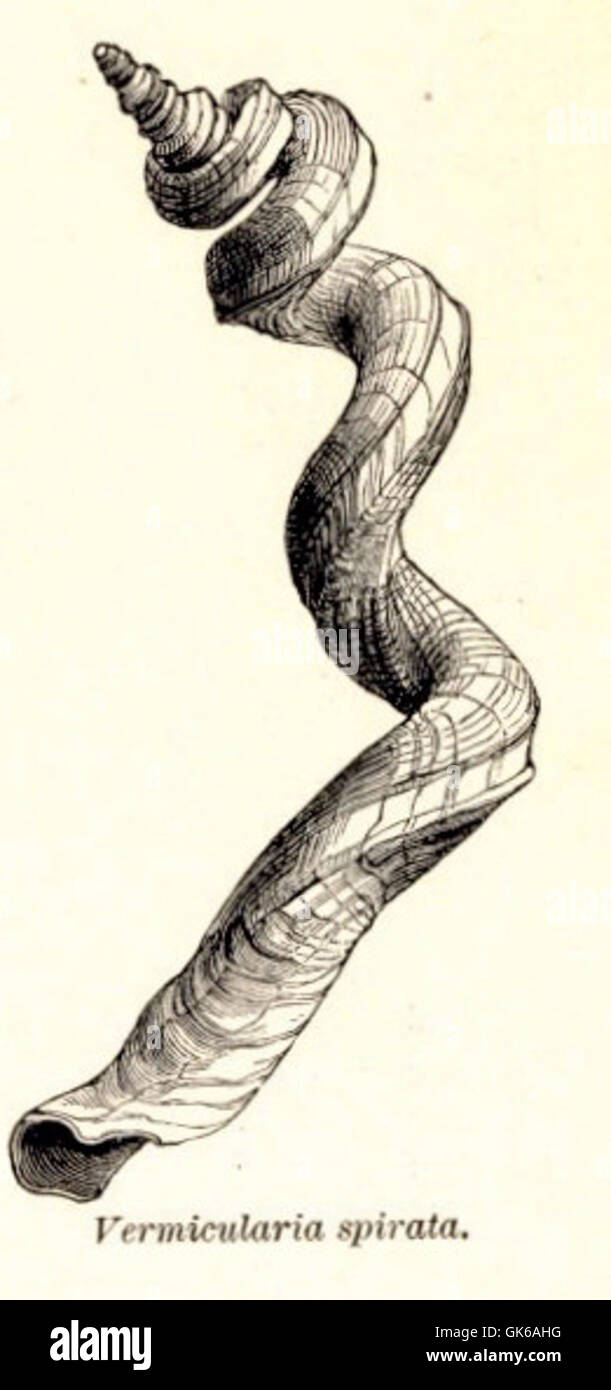 Vermicularia spirata hi-res stock photography and images - Alamy