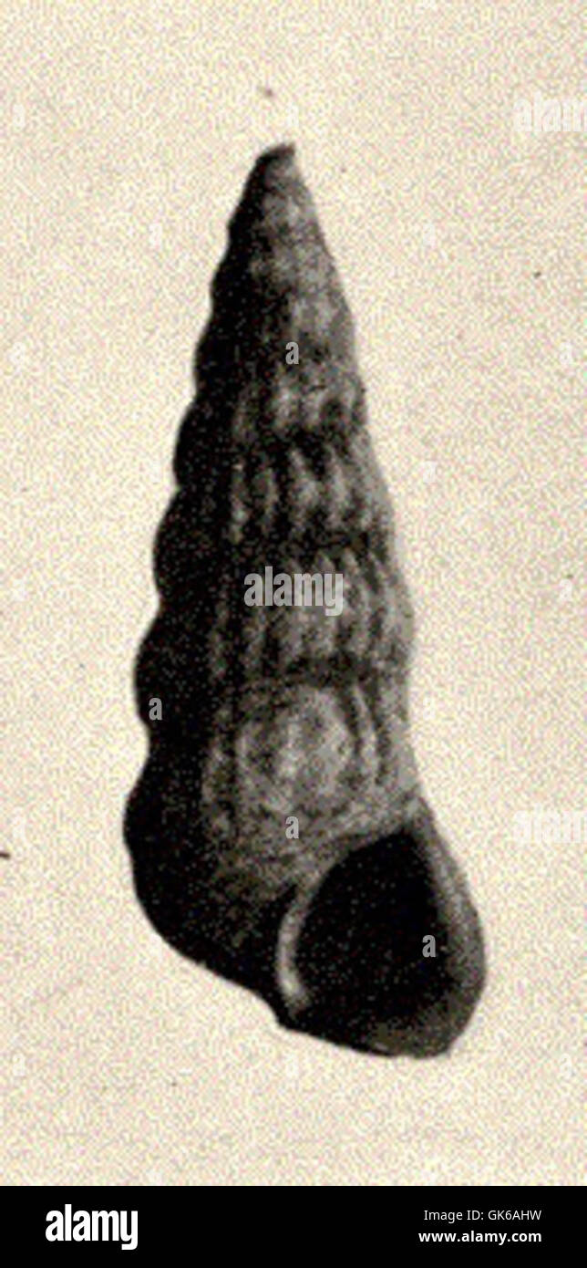 Cerithidea hi-res stock photography and images - Alamy