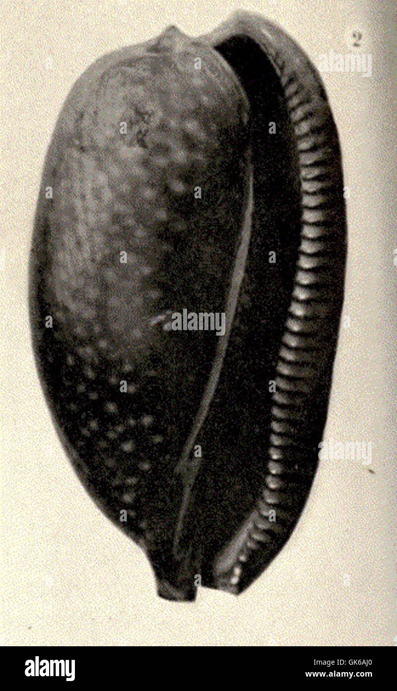 Exanthema hi-res stock photography and images - Alamy