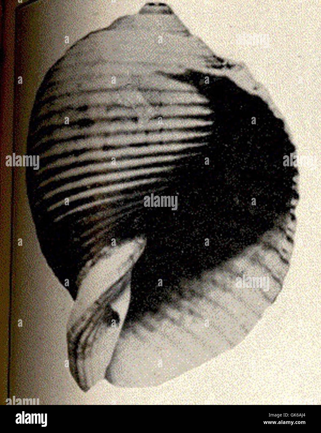 Dolium galea hi-res stock photography and images - Alamy