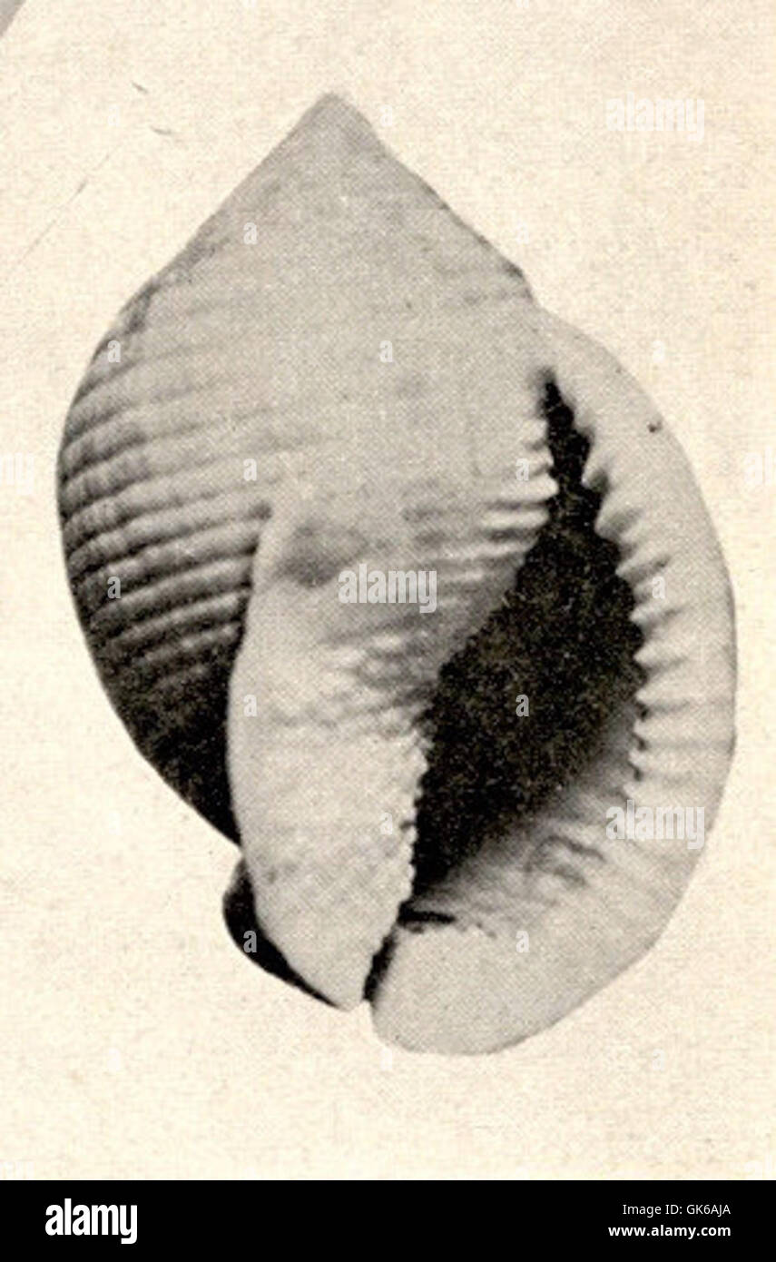 Large sea snail species hi-res stock photography and images - Alamy