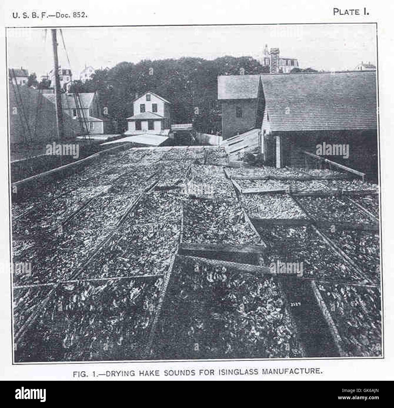 The drying of hake sounds, a process used in the production of ...