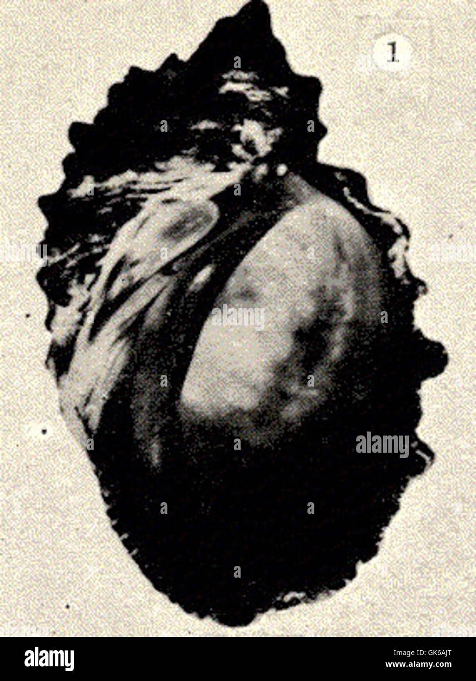 Purpura patula hi-res stock photography and images - Alamy