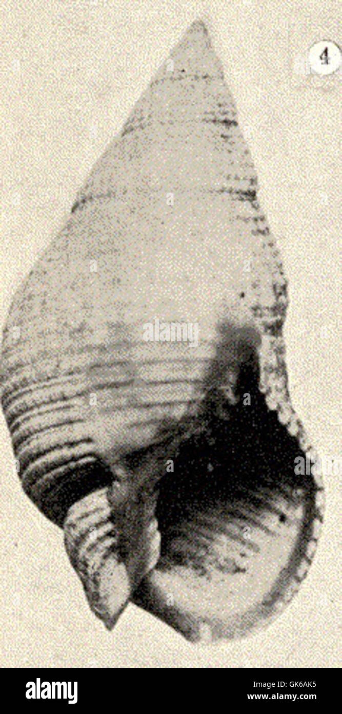 Nassa fossata, commonly known as the fossa whelk, is a species of sea ...