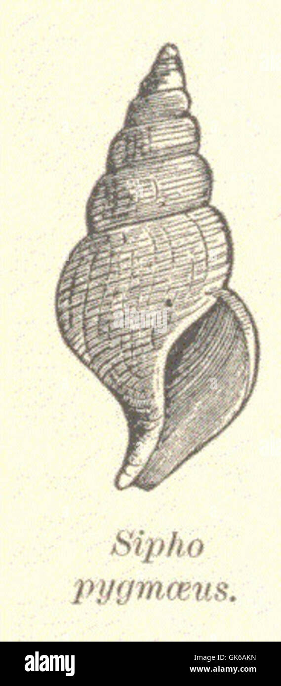 I pygmaeus hi-res stock photography and images - Alamy