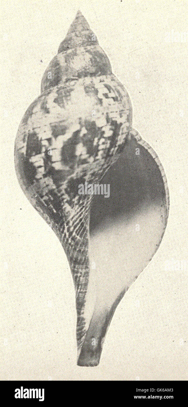 Fasciolaria hi-res stock photography and images - Alamy