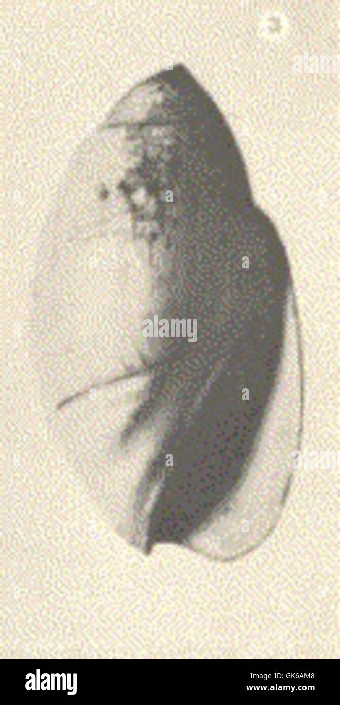 Olivella shells hi-res stock photography and images - Alamy