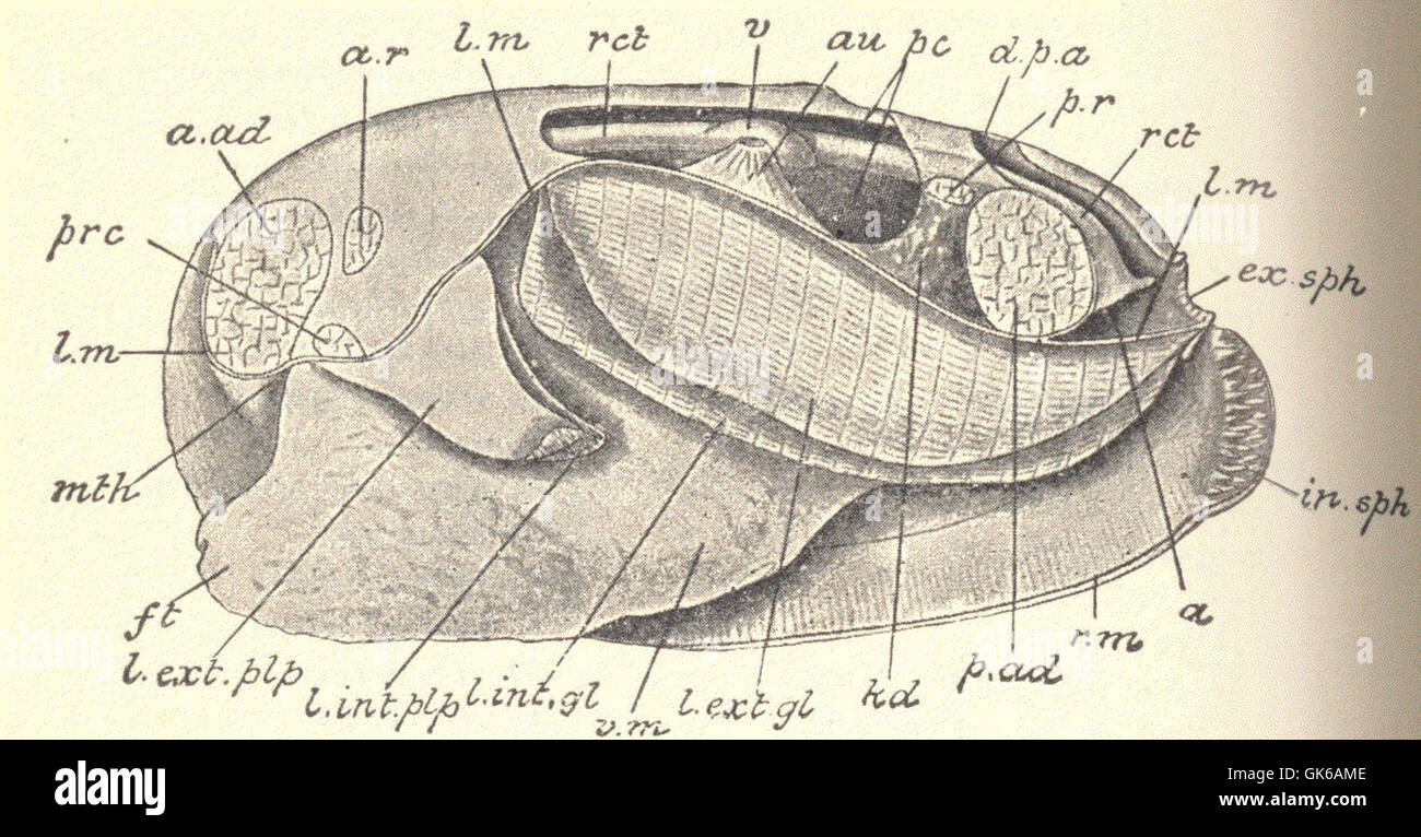 Anodonta cygnea, also known as the swan mussel, is a species of ...