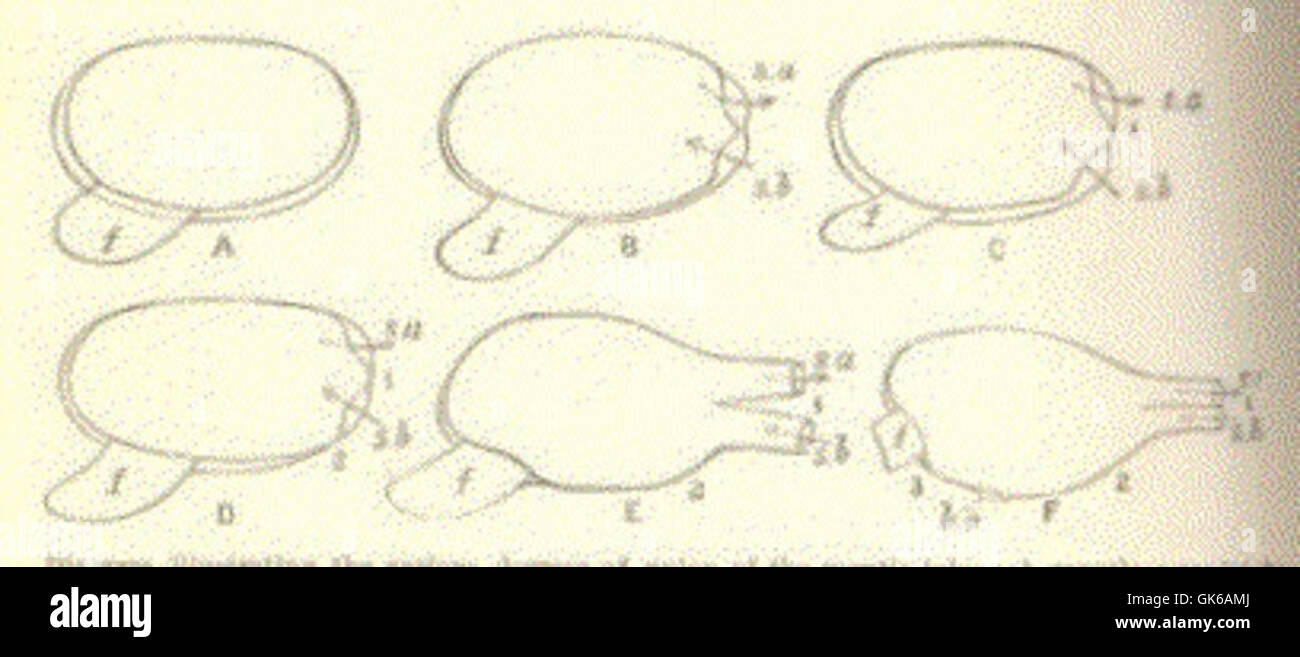 52879 Drawing illustrating the various degrees of union of the mantle ...