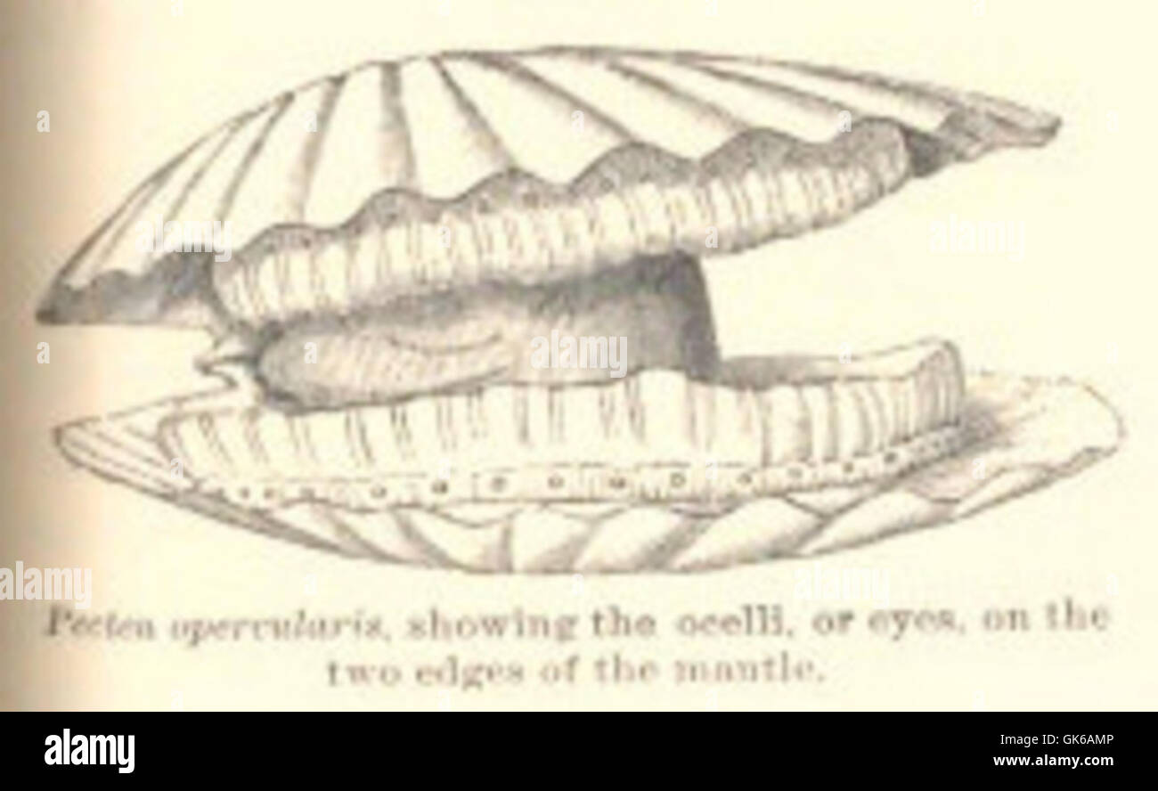 Pecten opercularis, a species of scallop, is depicted showing the ...