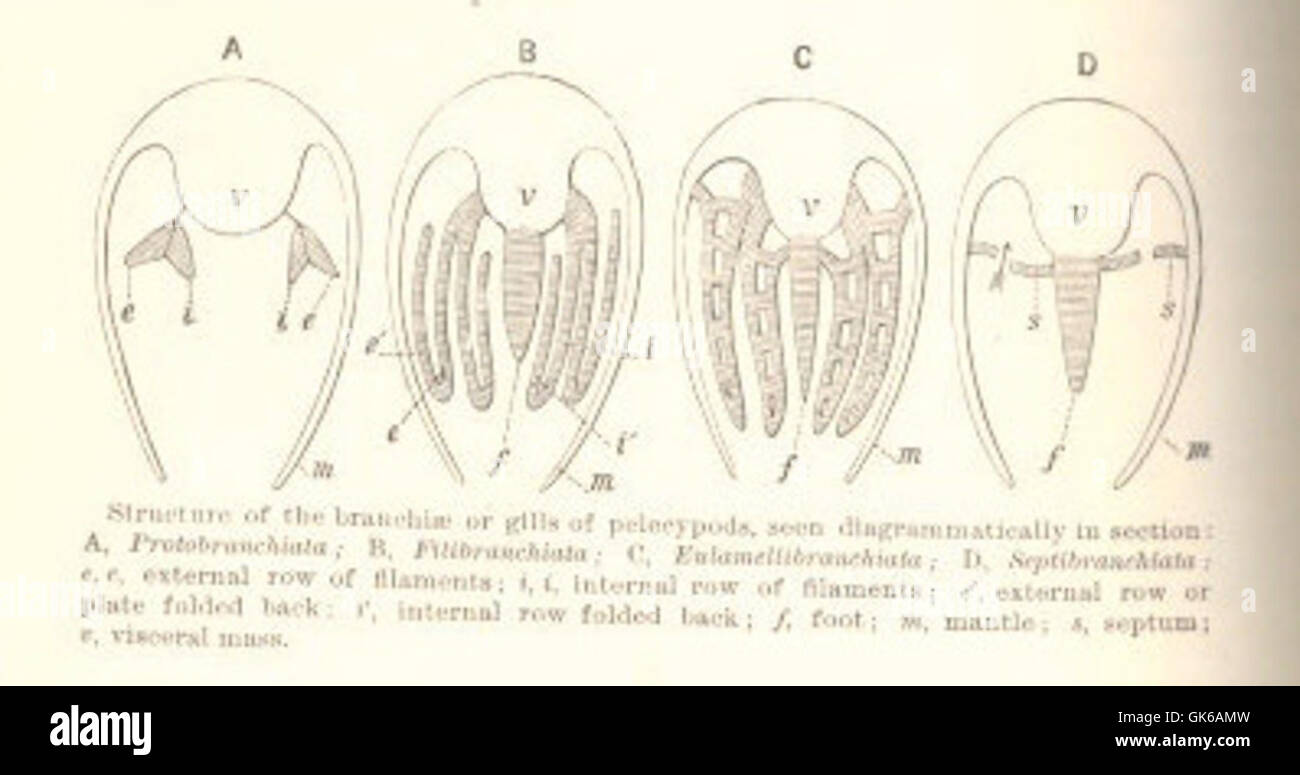 This diagram illustrates the structure of the branchiae (gills) in ...