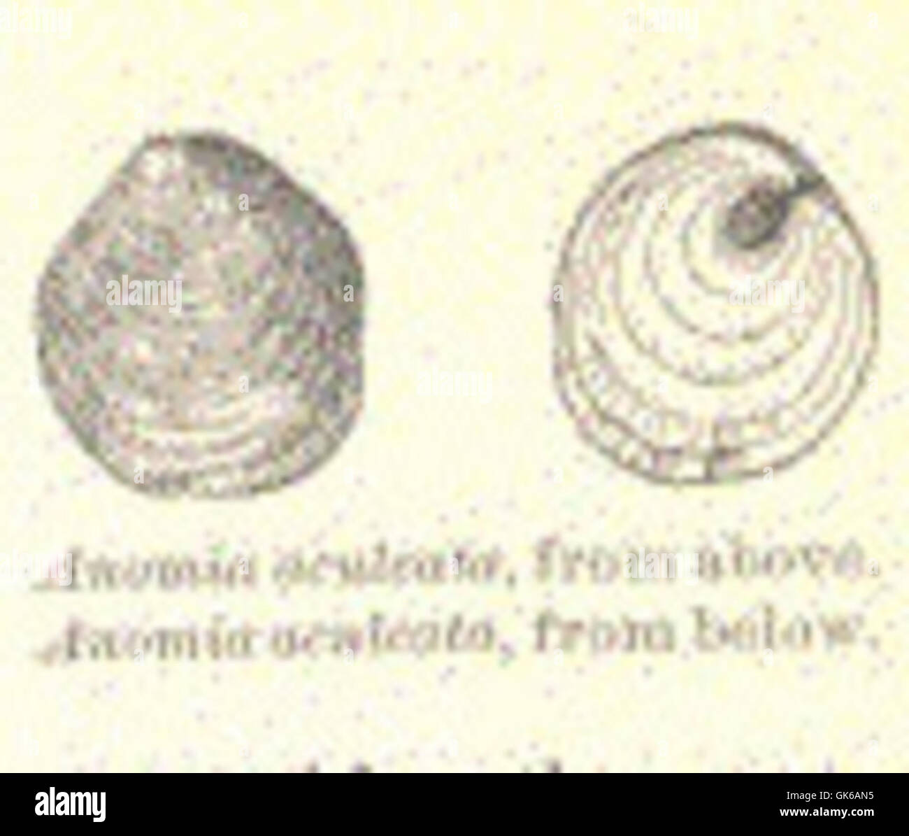 *Anomia aculeata* is a species of marine bivalve mollusk known for its ...