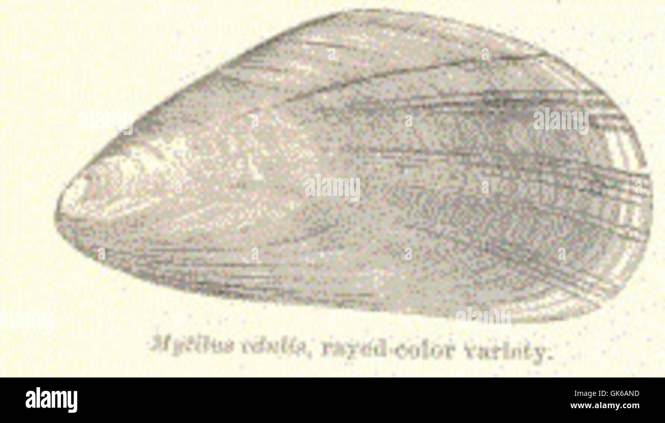 The rayed-color variety of Mytilus edula, commonly known as the blue ...