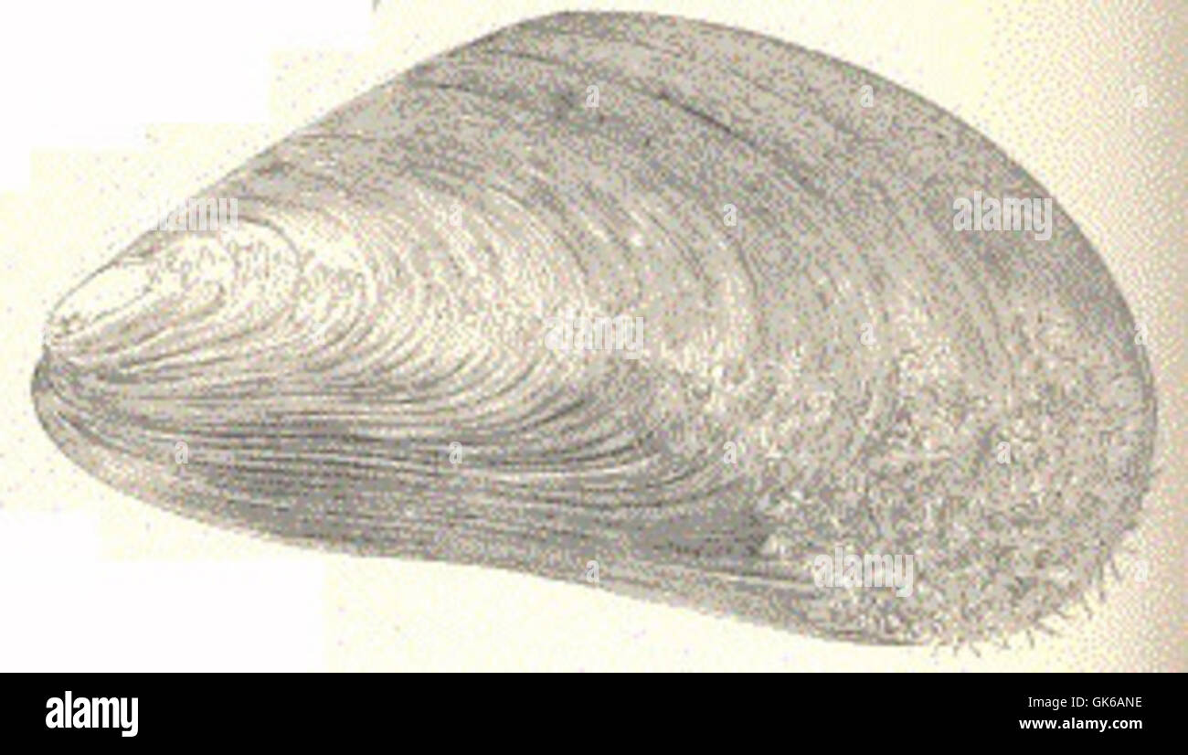 Modiolus hi-res stock photography and images - Alamy