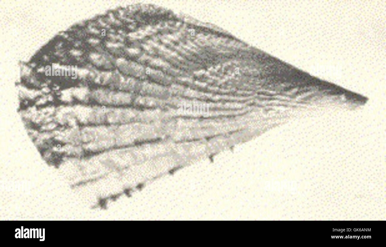 Pinna muricata hi-res stock photography and images - Alamy