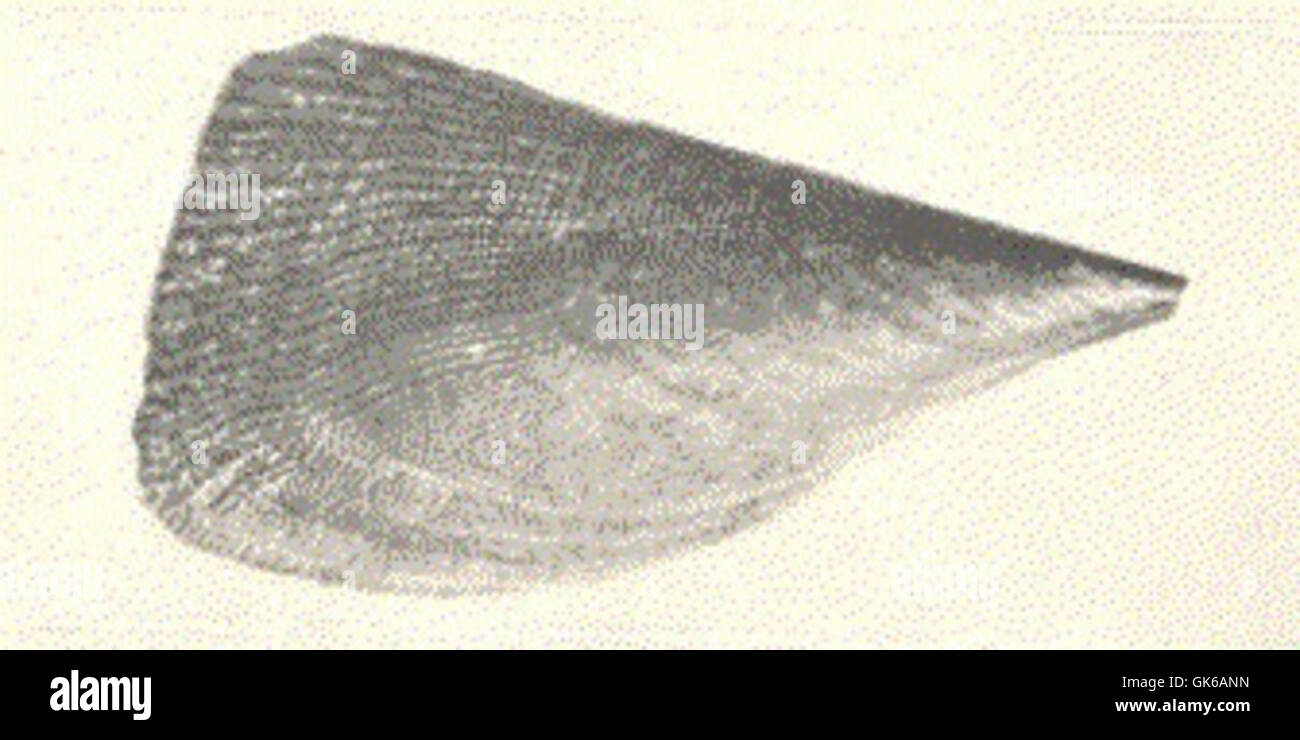 Pinna seminuda hi-res stock photography and images - Alamy