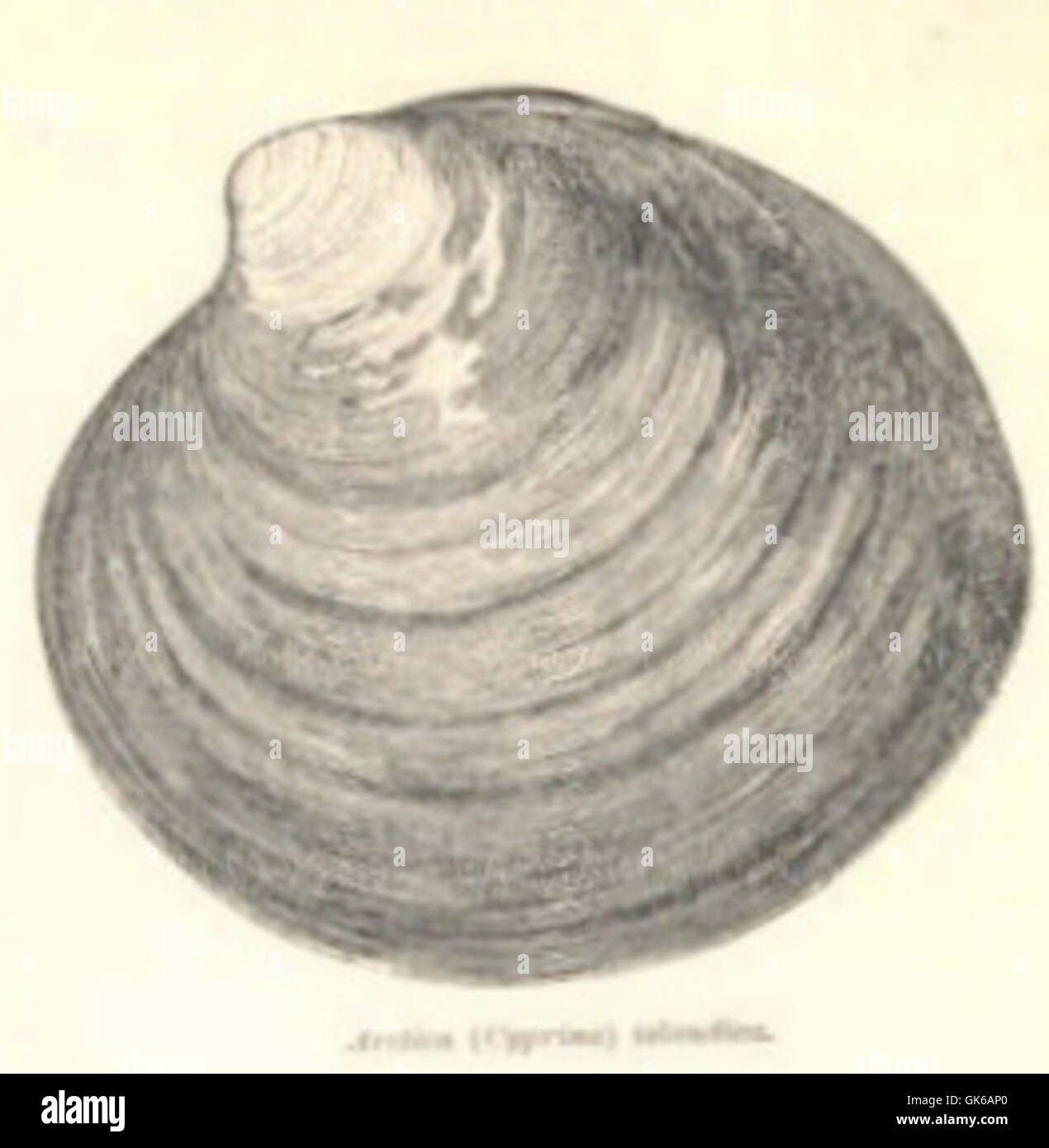 Arctica islandica hi-res stock photography and images - Alamy